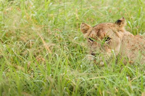 Premium Photo Cat In Grass