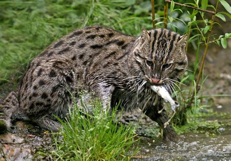 Ocelot Eating Fish