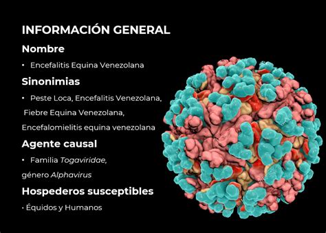 Encefalitis Viral Equina Una Amenaza Para Caballos Y Humanos Doctor