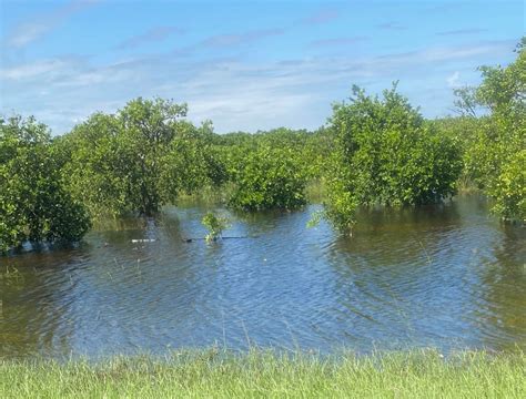 Hurricane Preparedness For Citrus Groves Part 1 Citrus Industry Magazine