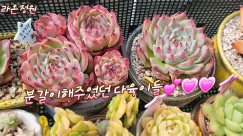 240425 분갈이한 다육이들 뿌리활착 잘 하고 있어요~~ Youtube