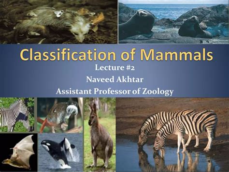 Classification Of Mammals Pptx