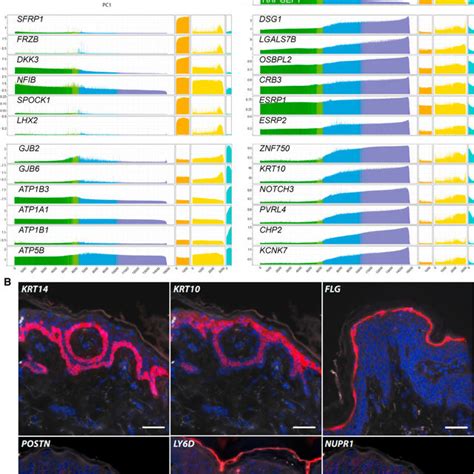 Coordinate Finely Distinguished Kinetics Of Gene Expression In