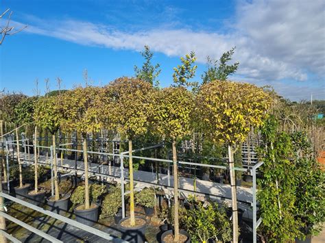 Cellilli Garden Store Garden Center Giardinia A Pomezia Rm E Ardea Rm