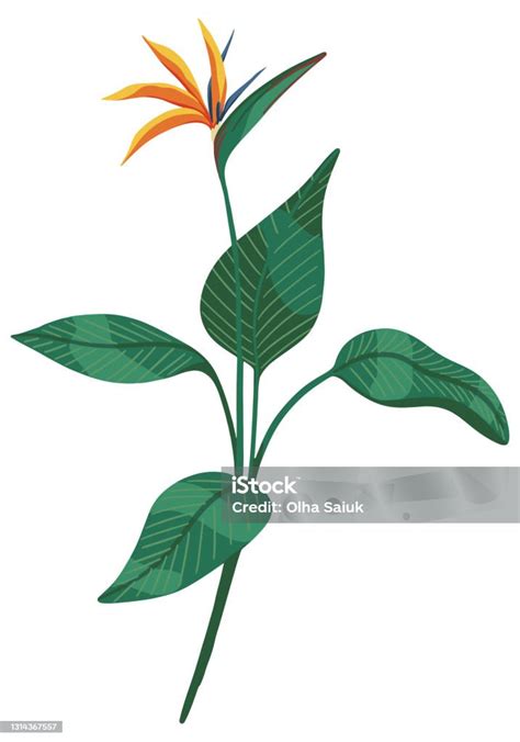 스트렐리치아 레지네 파라다이스 열대 꽃의 새 이국적인 식물 손으로 그린 벡터 그림 흰색으로 분리된 식물 클립아트 디자인 카드 인쇄 장식 스티커에 대한 밝은 단일 요소 0명에