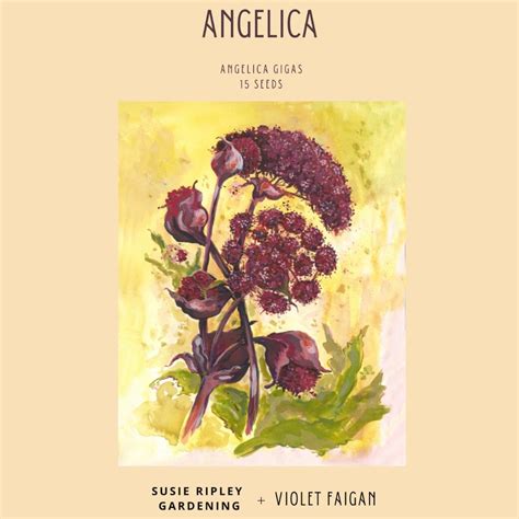 Angelica Gigas Susie Ripley Gardening