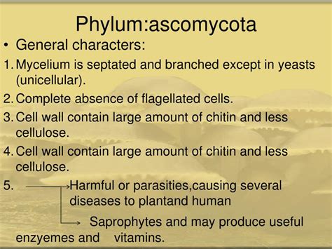 Ppt Phylumascomycota Powerpoint Presentation Free Download Id3203064