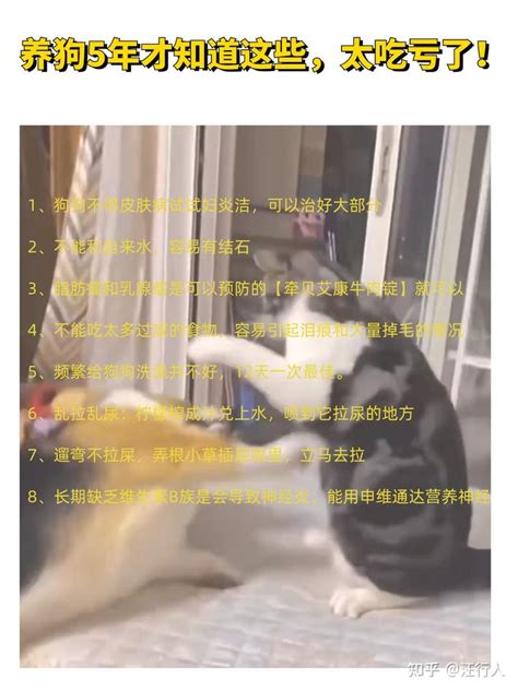 养狗5年才知道这些，太吃亏了！ 知乎