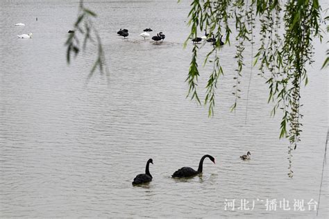 河北广平雨中天鹅浪漫起舞湖中游弋