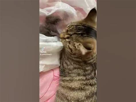 носки из кошачьей шерсти можно делать) - YouTube