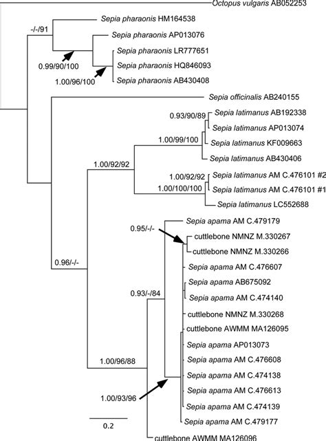 phylogram from the bayesian phylogenetic analysis of the coi sequences