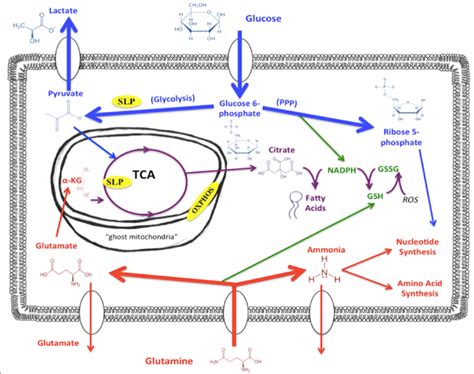 Targeting Glucose And Glutamine For The Metabolic Management Of Cancer