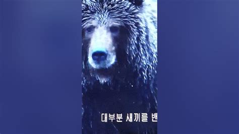 동면겨울잠 Hibernation 대신 먹이사냥에 나선 어미 곰새끼 밴캐나다 원주민들이 얼음곰털에 고드름 맺혀서으로 부를만 했네 Youtube