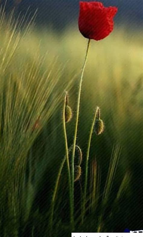 تصاویر گل شقایق وحشی