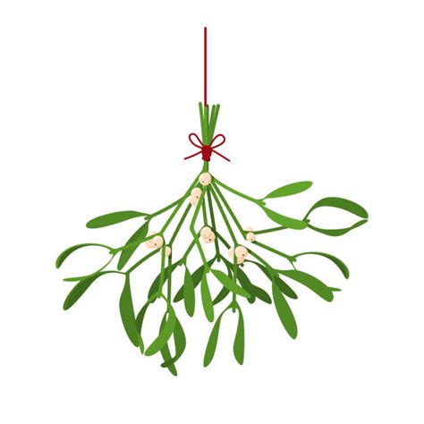 Mistletoe Illustrations Royalty Free Vector Graphics And Clip Art Istock