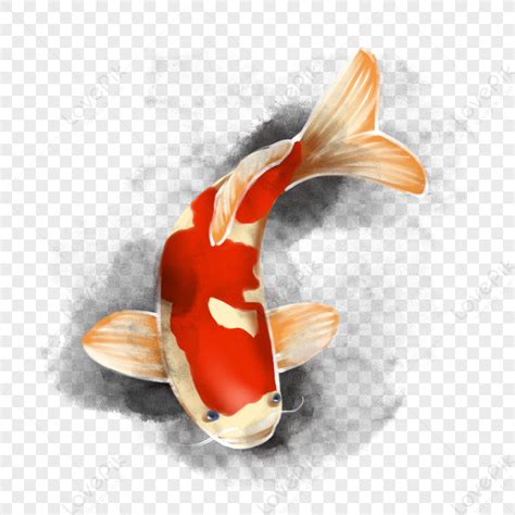 손으로 그린 잉어 잉크 빨간색일본자연스러운붕어 Png 일러스트 무료 다운로드 Lovepik