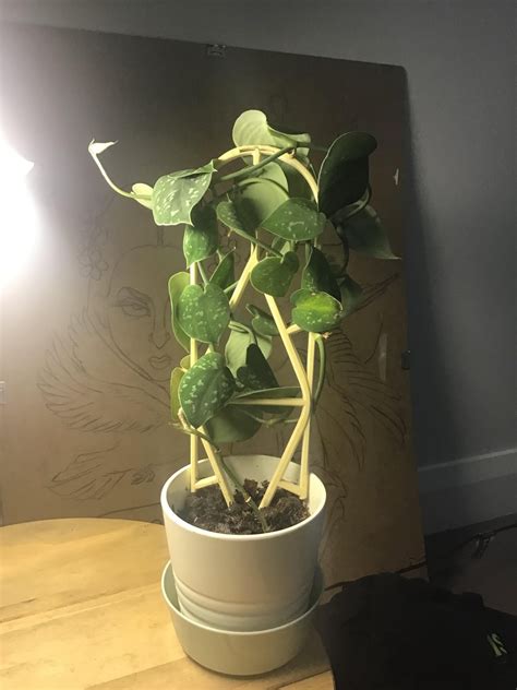 Shes Been Consistently Growing Well Just Wondering Why Her Leaves Were Getting Smaller R