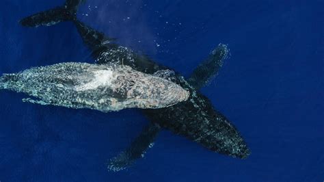 Behind The Scenes With Field Director Paul Satchell Whale And Dolphin