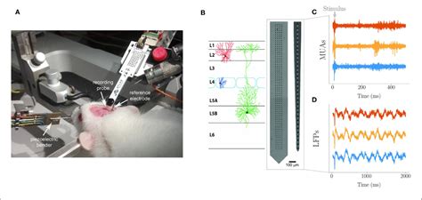 Figure 1 From Neuronal Avalanches Across The Rat Somatosensory Barrel Cortex And The Effect Of