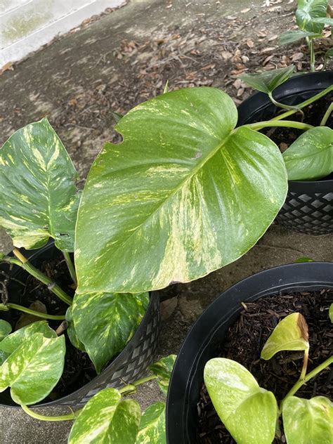 Need Help Identifying Plant R Gardening
