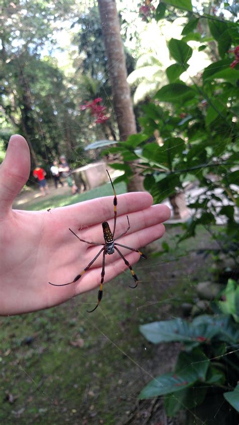 Spider Webbed R Funny