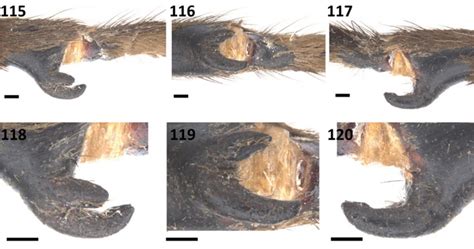 Pamphobeteus Pocock 1901 Redescriptions New Species And Records Description Of A Missing Sex