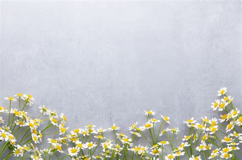 카모마일 프레임과 복사 공간이있는 배경 플랫 레이어 상단보기 0명에 대한 스톡 사진 및 기타 이미지 0명 건강관리와 의술