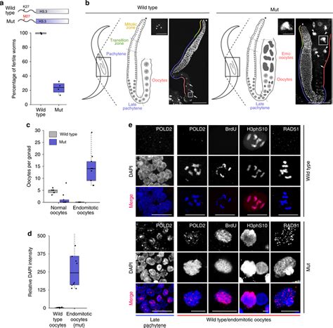 H3 3K27M Mutation Drives C Elegans Germ Cells Towards A Replicative Download Scientific