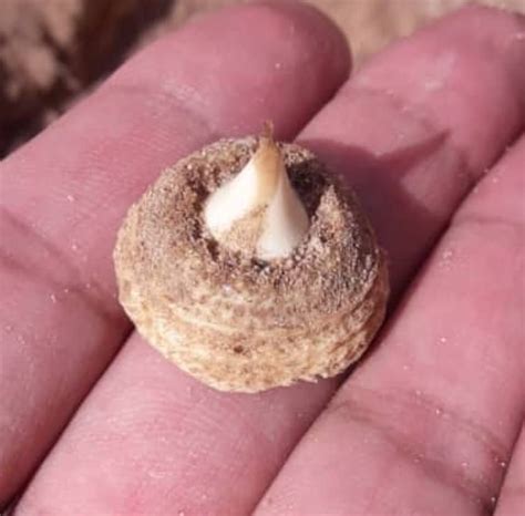 شرکت خدمات زراعتی کشت هنگ در افغانستان