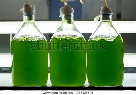 26 Chlorella Spp Royalty Free Photos And Stock Images Shutterstock