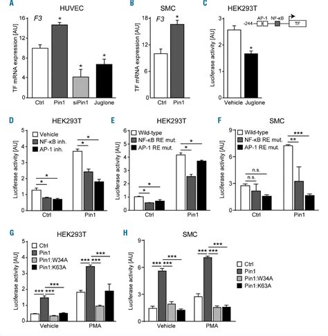Figure From Structural And Cellular Mechanisms Of Peptidyl Prolyl Isomerase Pin Mediated