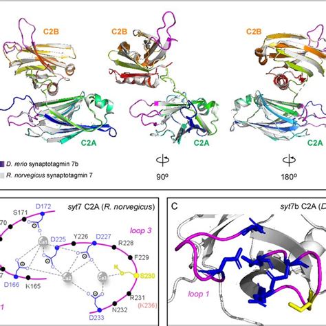 General Synaptotagmin Structure Download Scientific Diagram