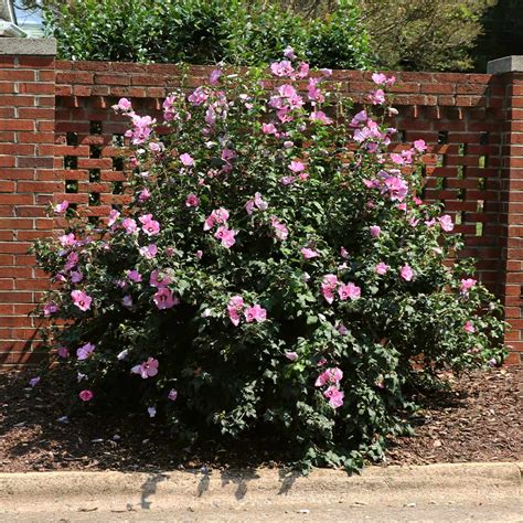 Rose Of Sharon Bush Shrubs