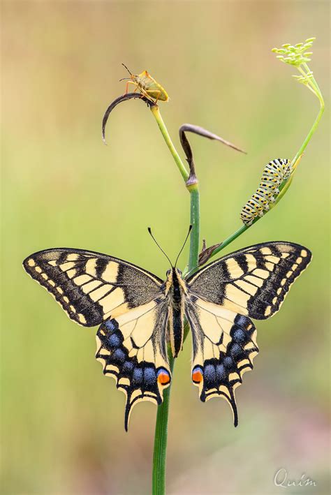Macaón Joaquín Padilla Flickr