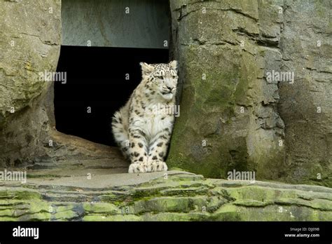 Leopard Snow Cub