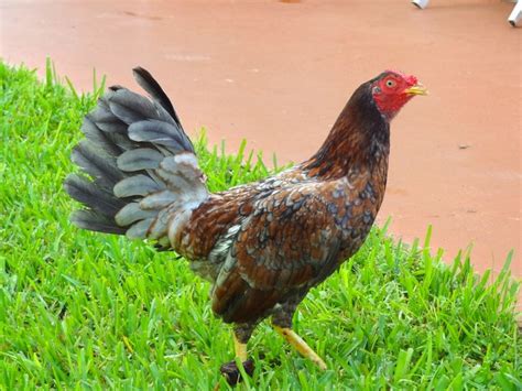 Top 25 Ideas About Gallos Finos On Pinterest The Philippines Hens And Conditioning