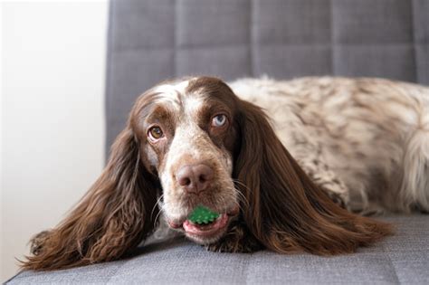 러시아어 스패니얼 초콜릿 멀 다른 색상 눈 개 놀이 홀드 볼 0명에 대한 스톡 사진 및 기타 이미지 0명 가축 갈색