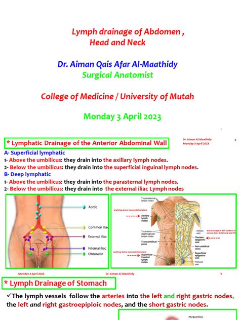 Lymph Drainage Of Abdomen Pdf Neck Lymphatic System