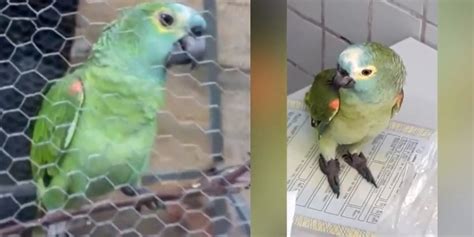 Parrot Arrested For Alerting Drug Dealers Police Were Coming