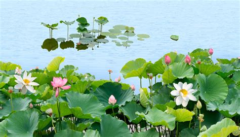 四面荷花三面柳一城山色半城湖全诗 天奇教育
