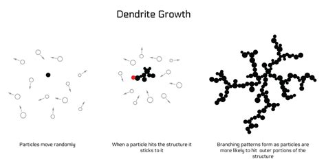 Dendrite Diagram Neurons Nerve Cells Structure Function And Types