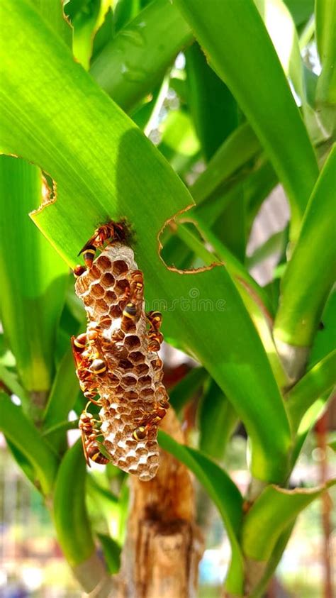 Bees And Their Tiny Nests Cling So Mightily To The Leaves Of Wild Trees