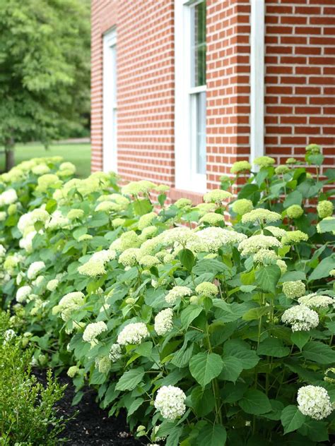 Incrediball Hydrangea Artofit