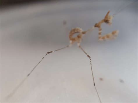 Cryptic Mantis Antsonarock