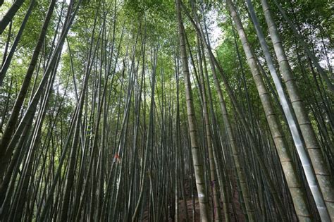 溪頭九連峰 健行筆記