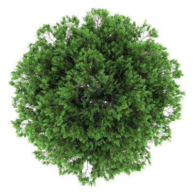 Collection Of Tree Png Top View Pluspng