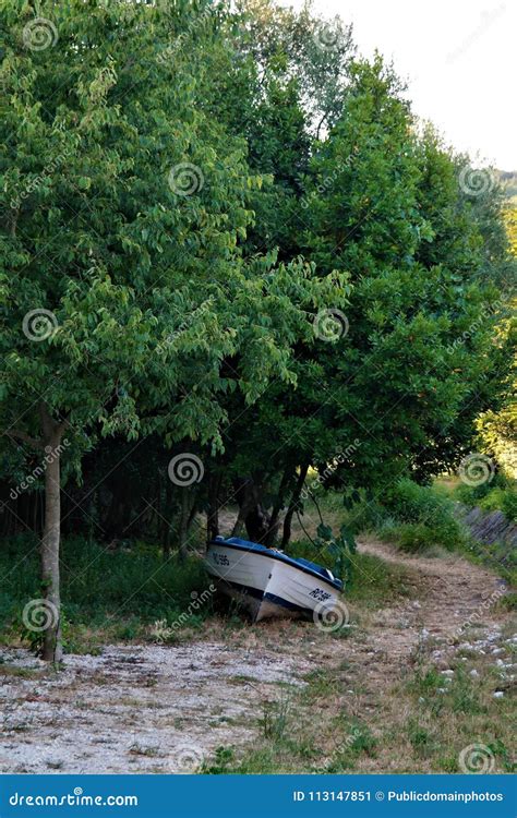 Tree Ecosystem Plant Vegetation Picture Image 113147851