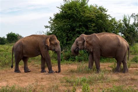 Elefantes Asiáticos O Elephas Maximus En La Selva Silvestre Imagen De