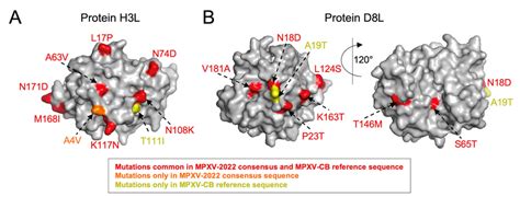 Mapping Mutations Observed In Mpxv 2022 And Mpxv Cb On The Structure