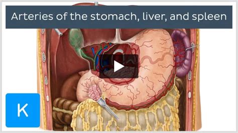 Gastroduodenal Artery Anatomy Branches Supply Kenhub